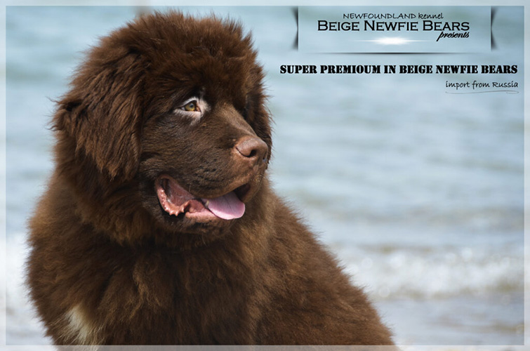 Our Dogs Newfoundland Kennel | BEIGE NEWFIE BEARS