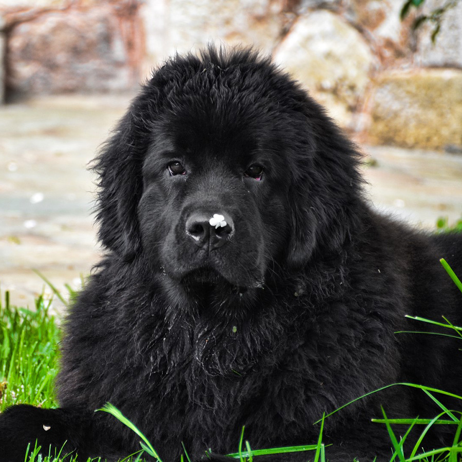 Male Newfoundland Dogs | BEIGE NEWFIE BEARS