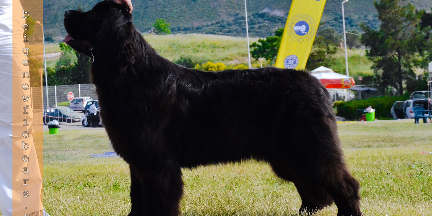 Newfoundland Kennel | BEIGE NEWFIE BEARS